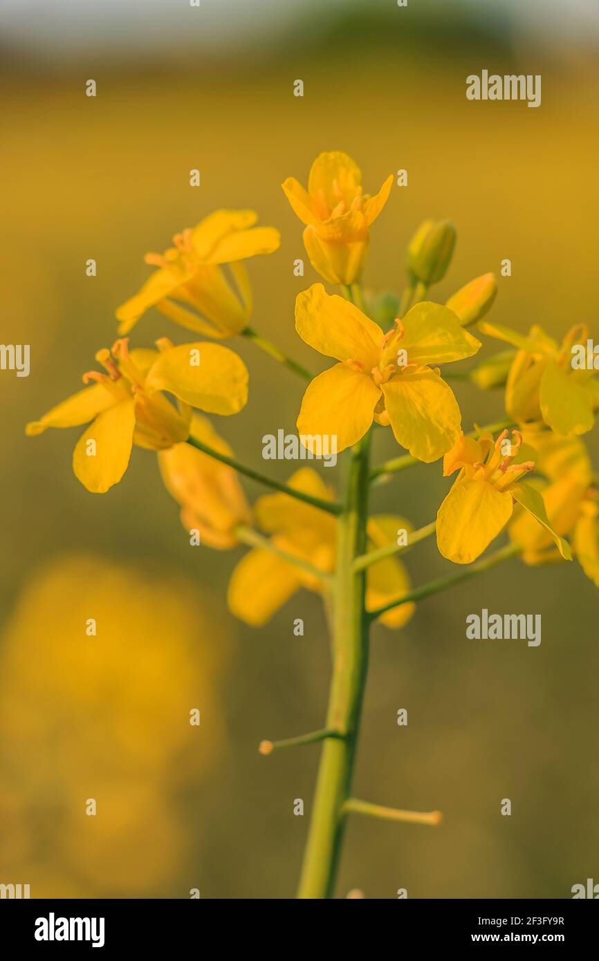 detail of single rape plant in sunshine. Open yellow flowers of the ...
