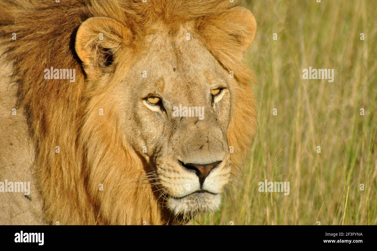 The king of the wilderness: A Lion in the high gras of the Okavango ...