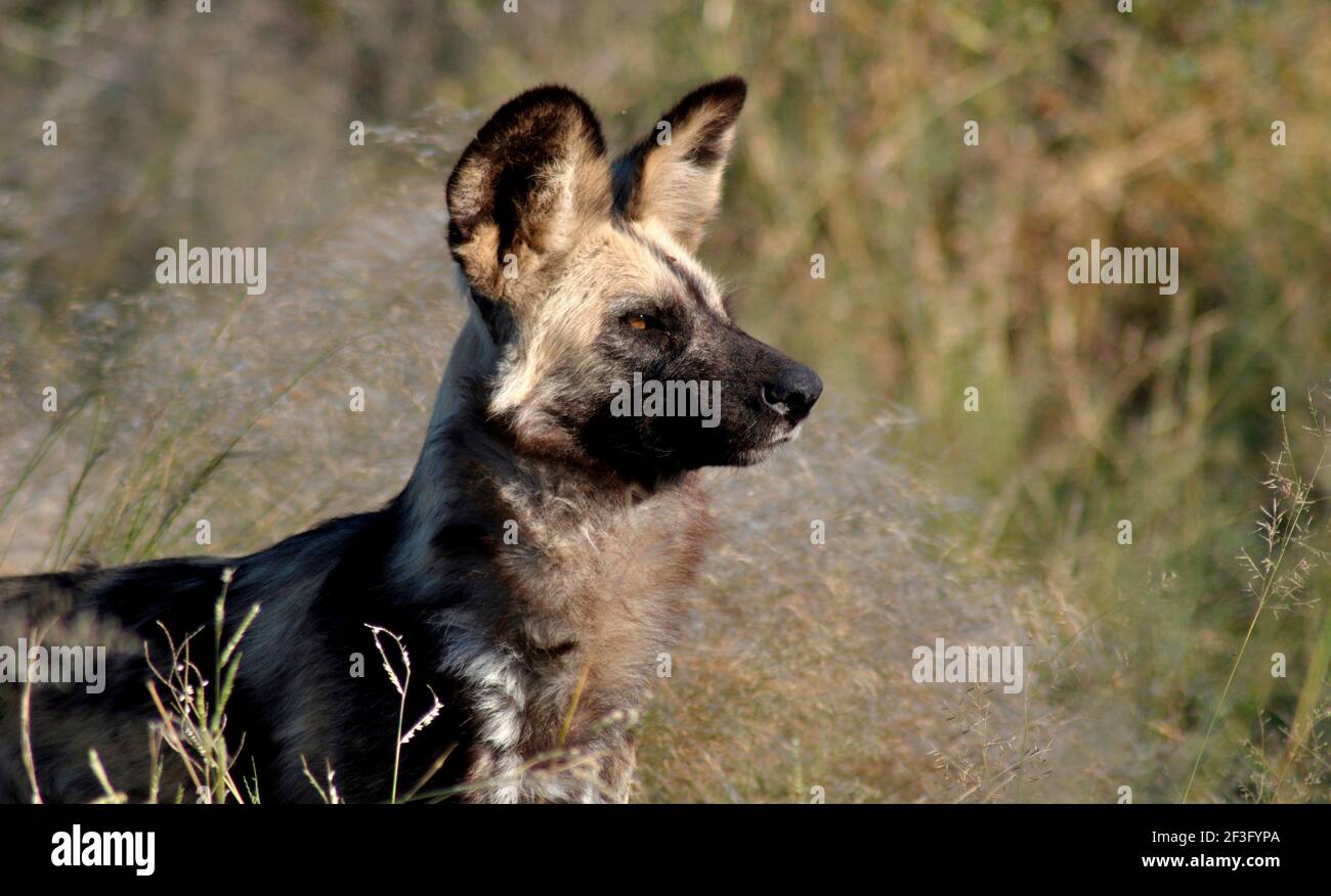 Botswana: Wilddogs are dangerous hunters and killers in the Kalahari ...