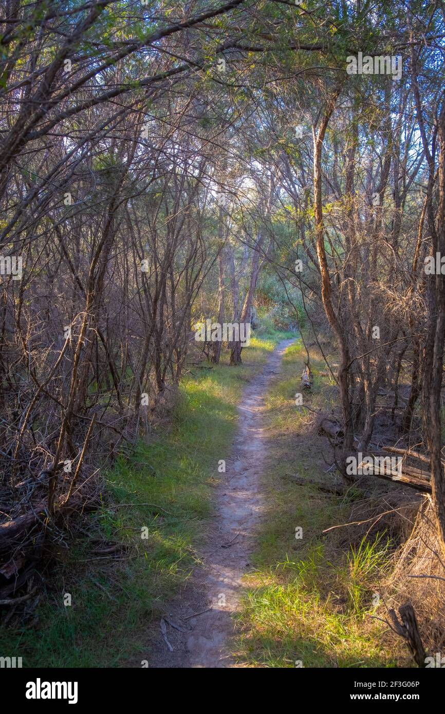 Secluded walkway through native bush in Australia Stock Photo - Alamy