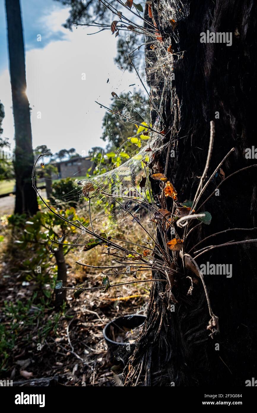 Spider web on a tree trunk shining in birght sunlight Stock Photo - Alamy