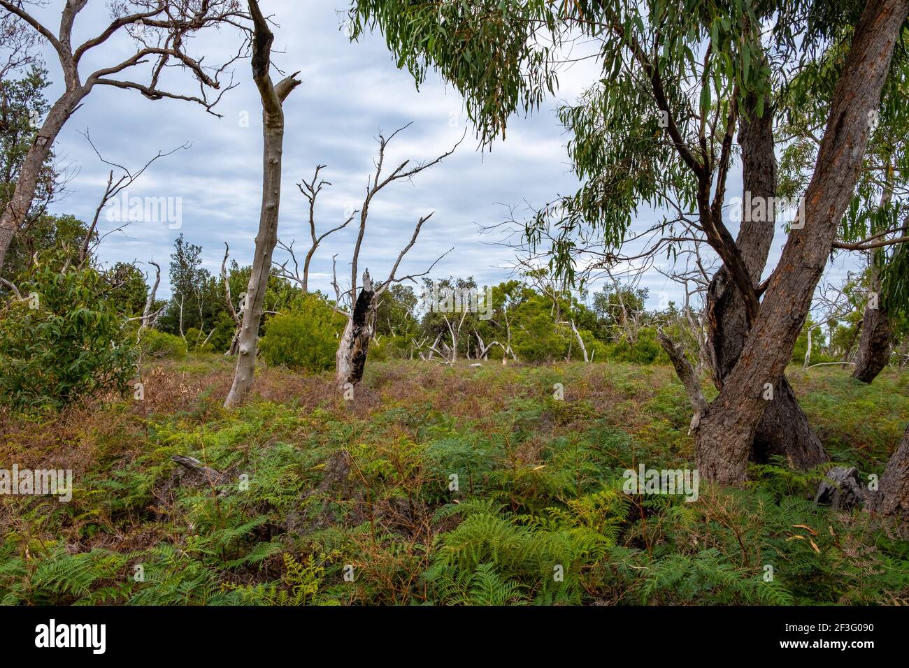 Native Australian landscape on Raymond Island, Victoria, Australia ...