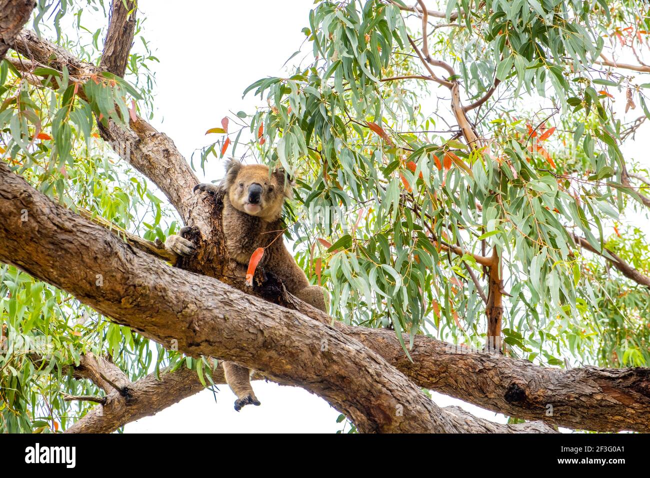 Cute Koala has one leg hanging from tree branch - sits like a person ...