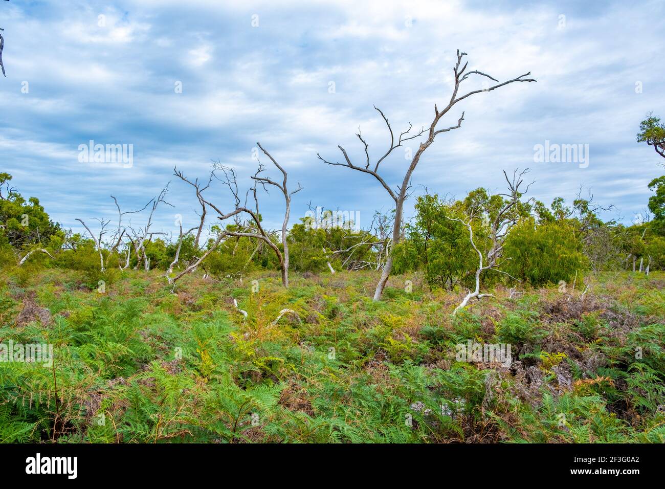 Bare trees sticking out from ferns - Australian Landscape Stock Photo ...