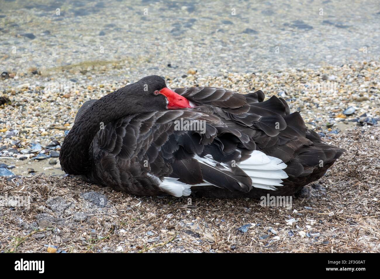 Beautiful black swan sleeping hi-res stock photography and images - Alamy