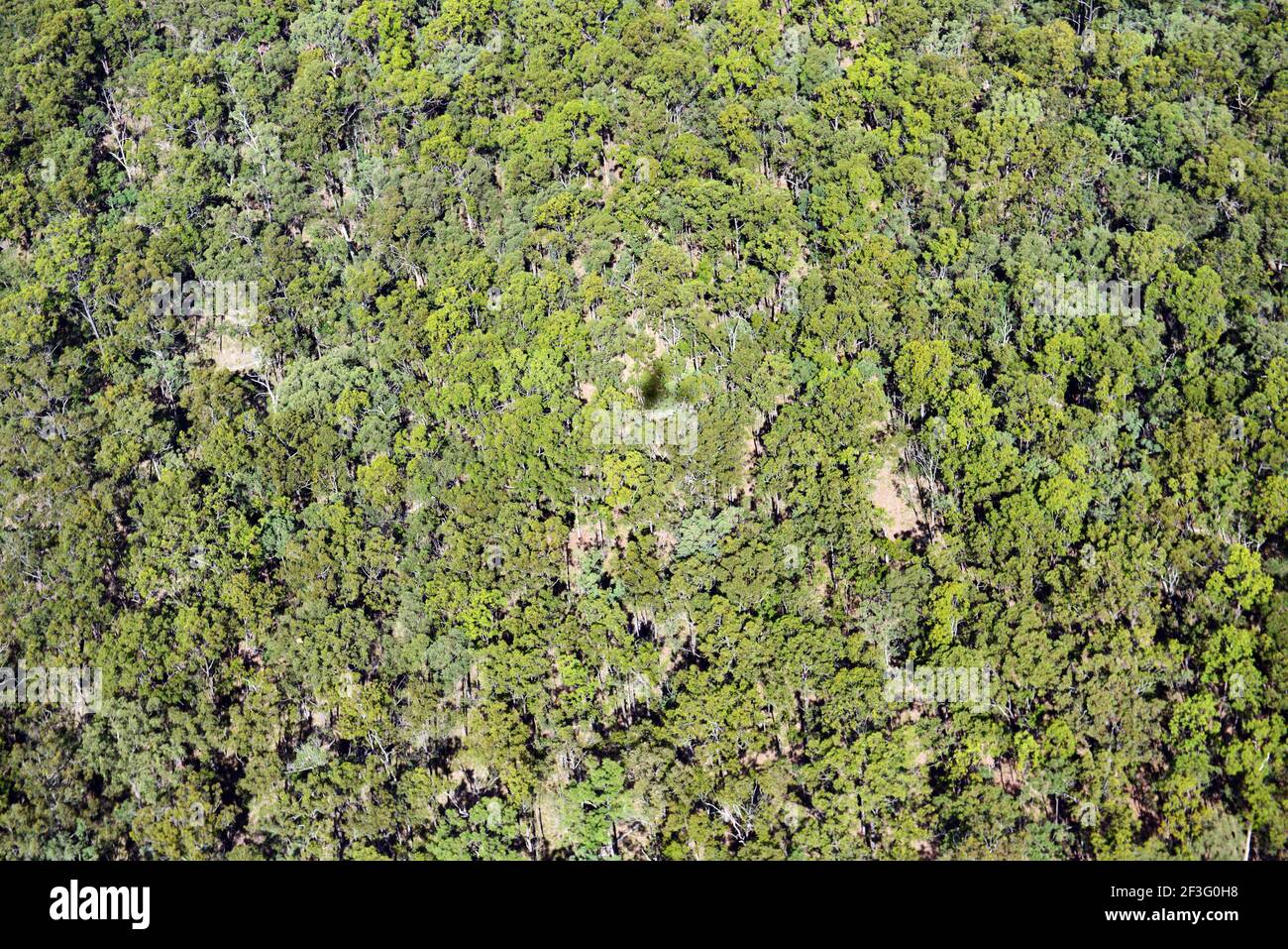 Aerial view of a forest in Queensland, Australia Stock Photo - Alamy