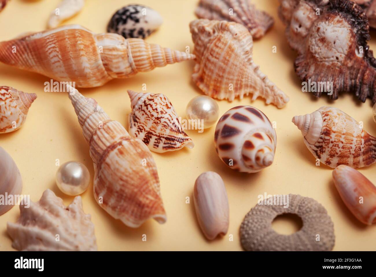 a lot of different empty sea shells on yellow background, macro details ...