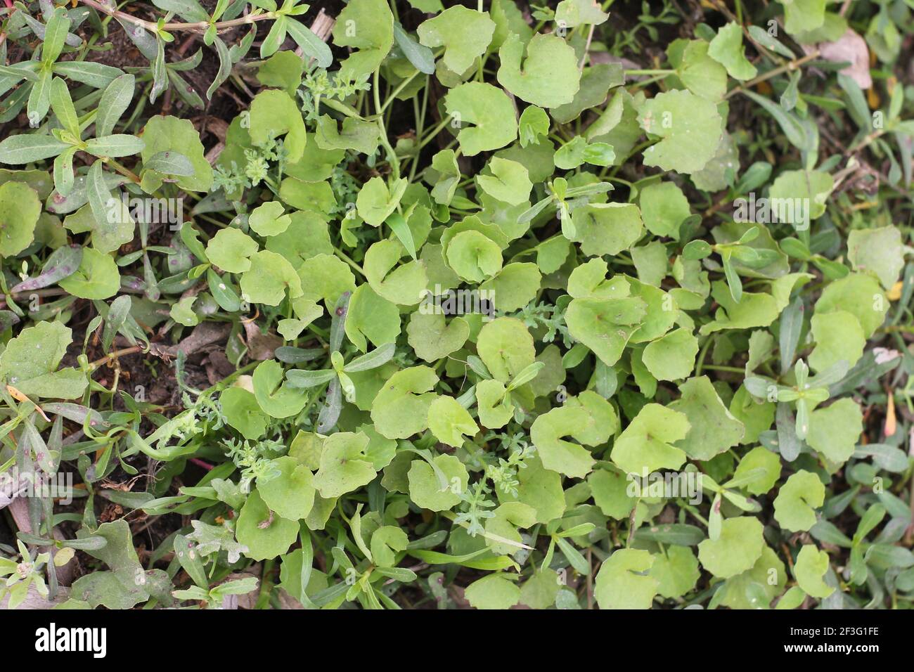 A top view of the green Centella Asiatica plant in the garden Stock ...