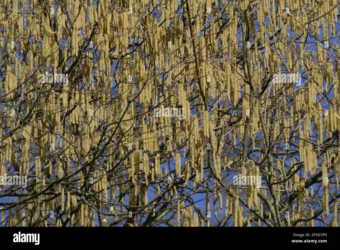The yellow catkins growing on the hazel tree against the blue sky in ...