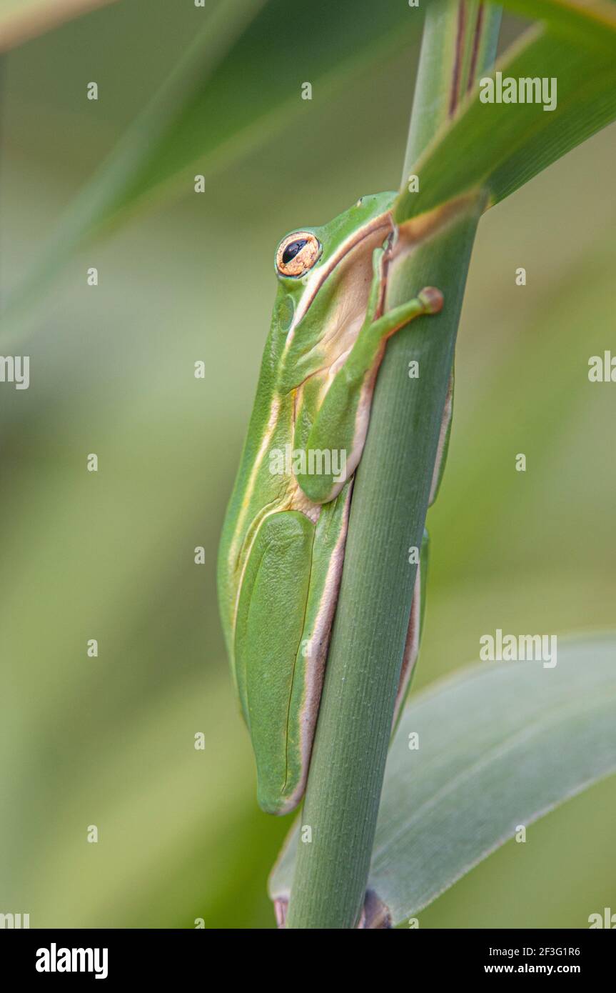 Green tree frog on tall grass, Outer Banks, NC Stock Photo - Alamy