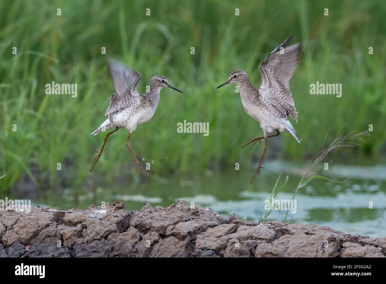 The wood sandpiper (Tringa glareola) is a small wader. This Eurasian ...