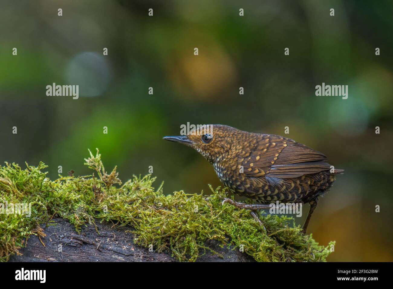 Pnoepyga pusilla hi-res stock photography and images - Alamy