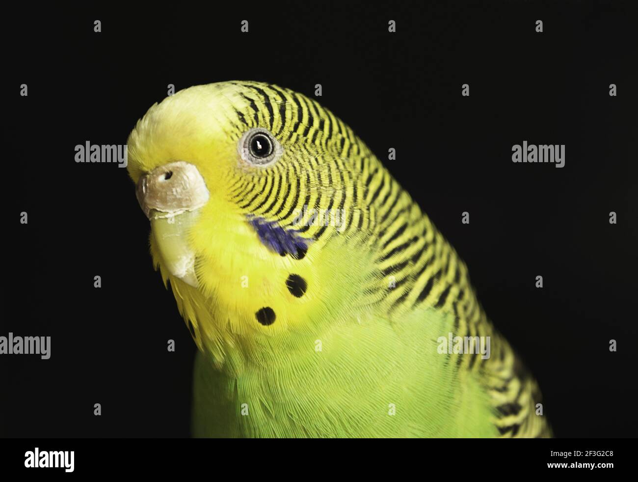 A closeup shot of the head of a yellow Australian parakeet bird with a ...