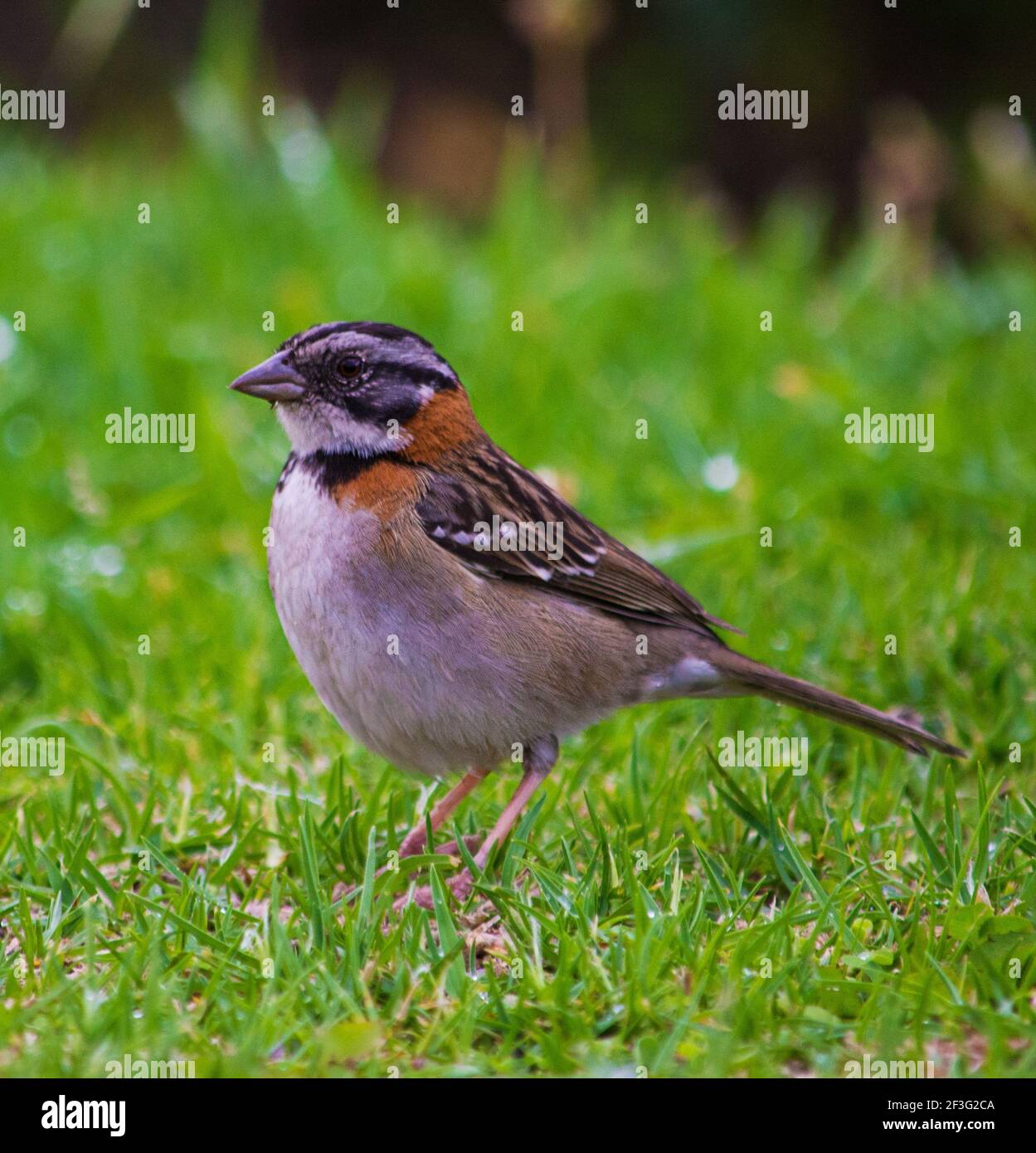 A closeup shot of a Tufted Sparro standing on the green grass Stock ...