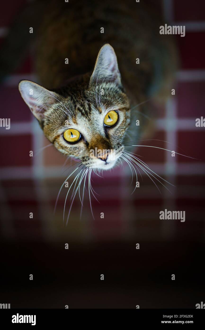 cat looking up staring at the camera Stock Photo - Alamy