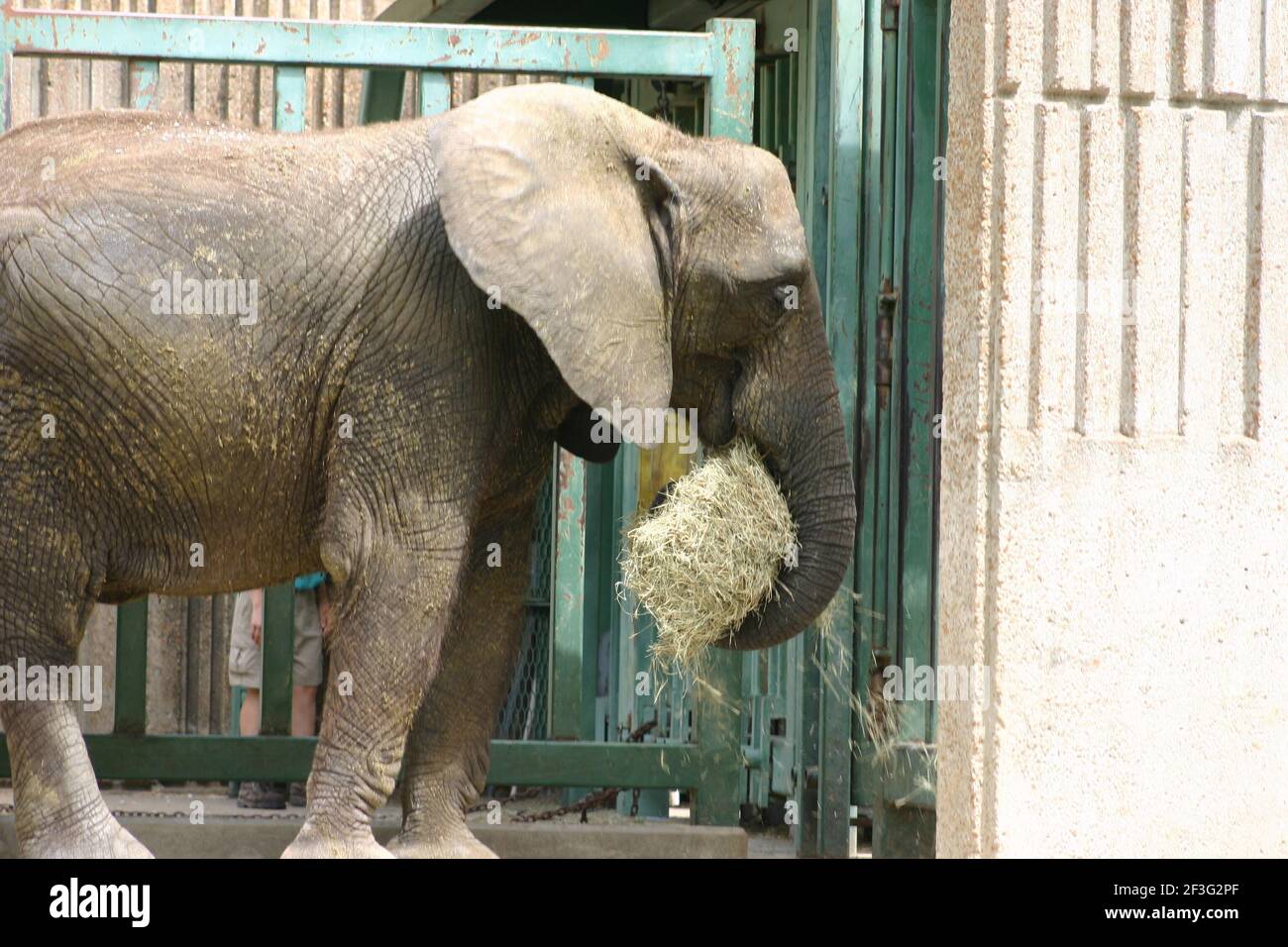 Zoo elephant feeding hay hi-res stock photography and images - Alamy
