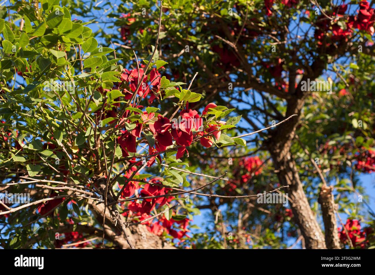 Petunia lobelia geranium hi-res stock photography and images - Alamy