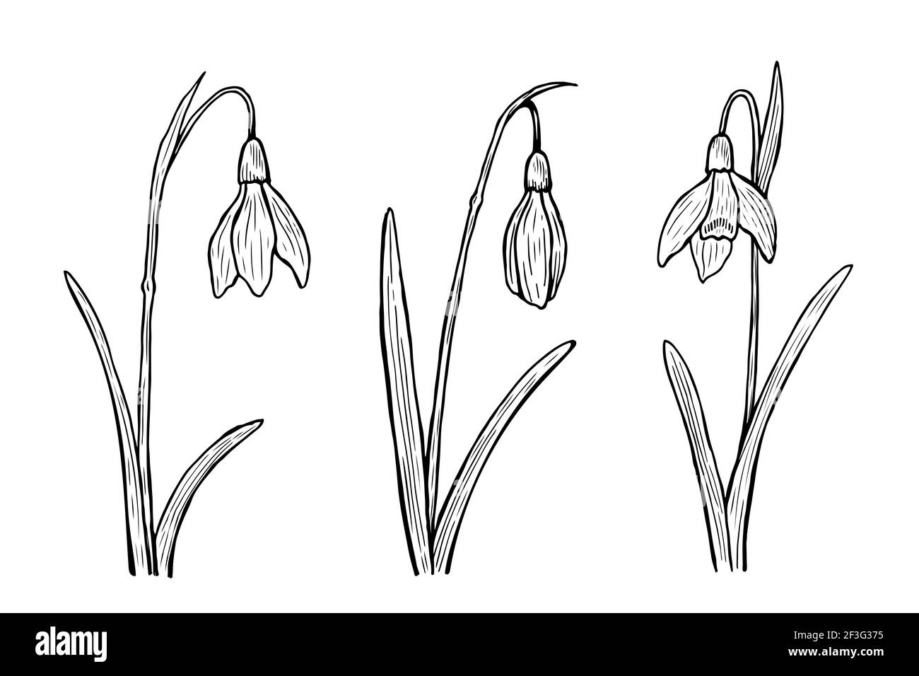Vector set of outline snowdrops Stock Vector Image & Art - Alamy