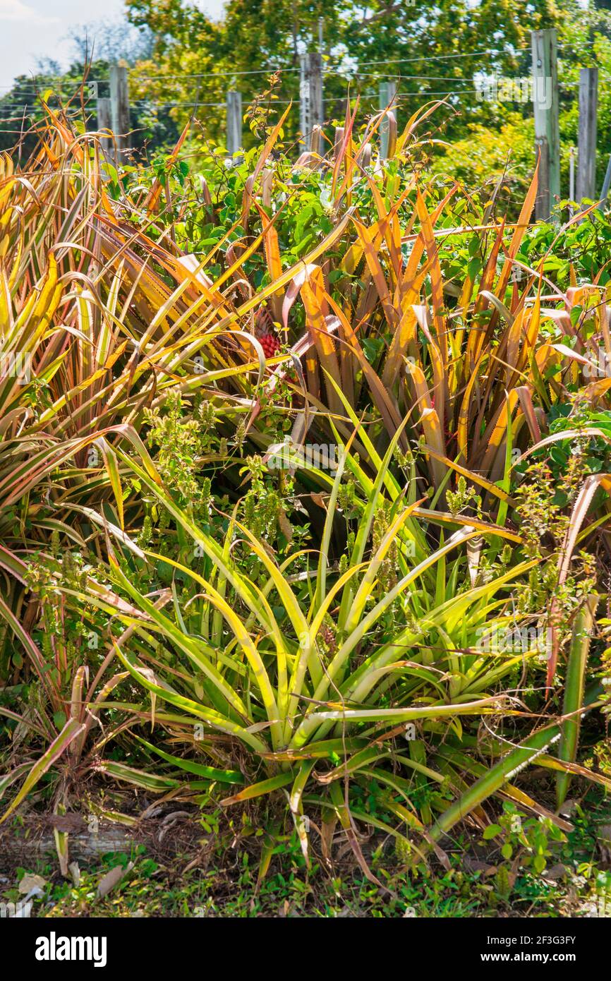 Bromeliad plants hi-res stock photography and images - Alamy
