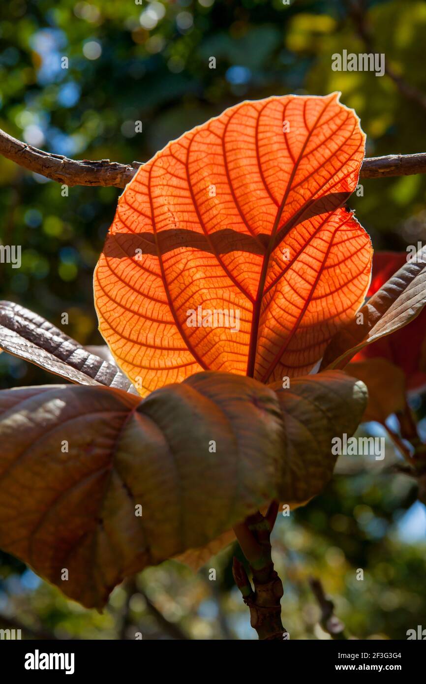 Back lite red and yellow leaves form a tropical pattern at the Miami ...