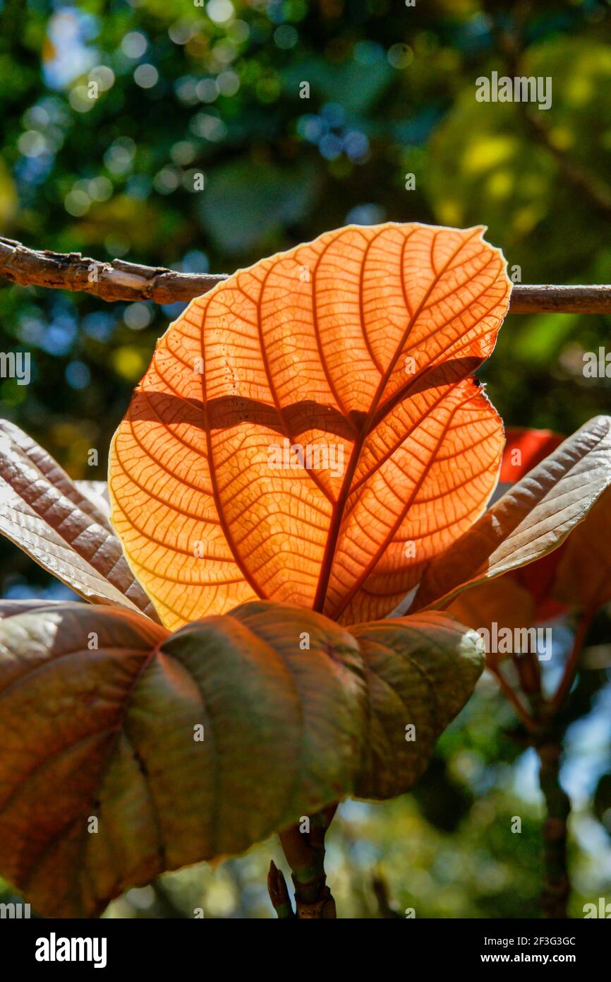 Preston county orange hi-res stock photography and images - Alamy