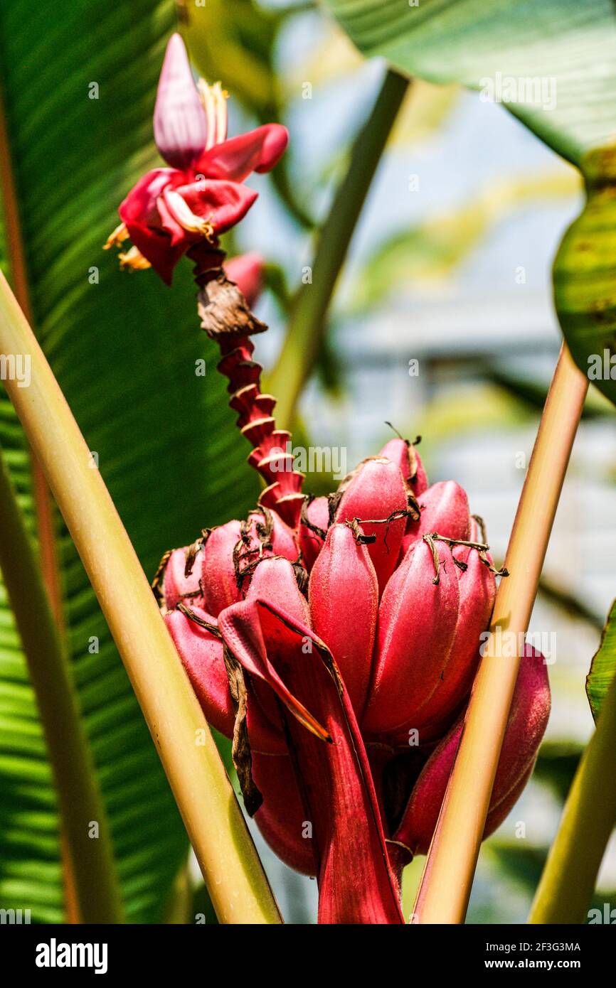 Red banana tree growing hi-res stock photography and images - Alamy