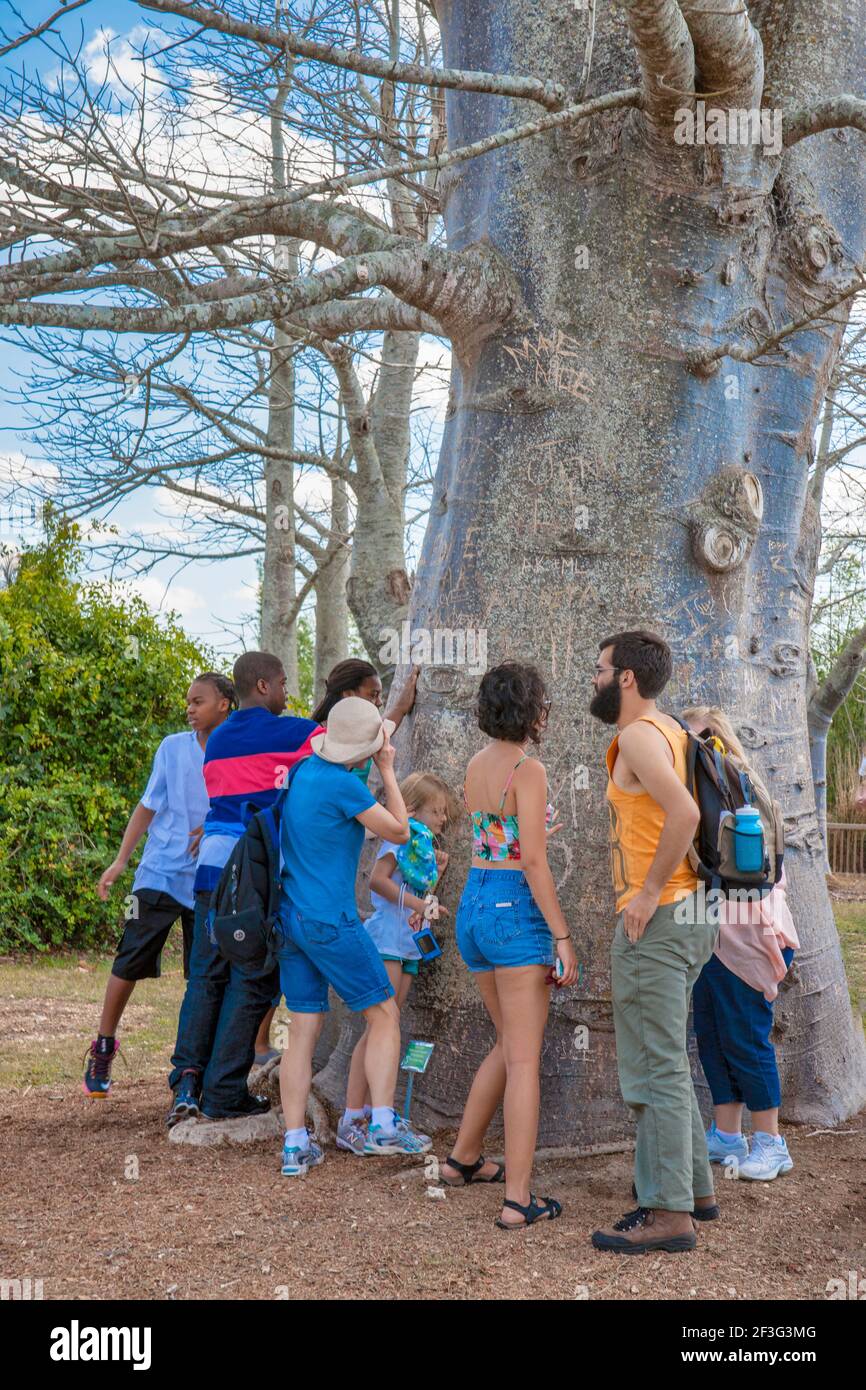 Tourists inspect an Africian Baobab tree growing in the Miami-Dade ...