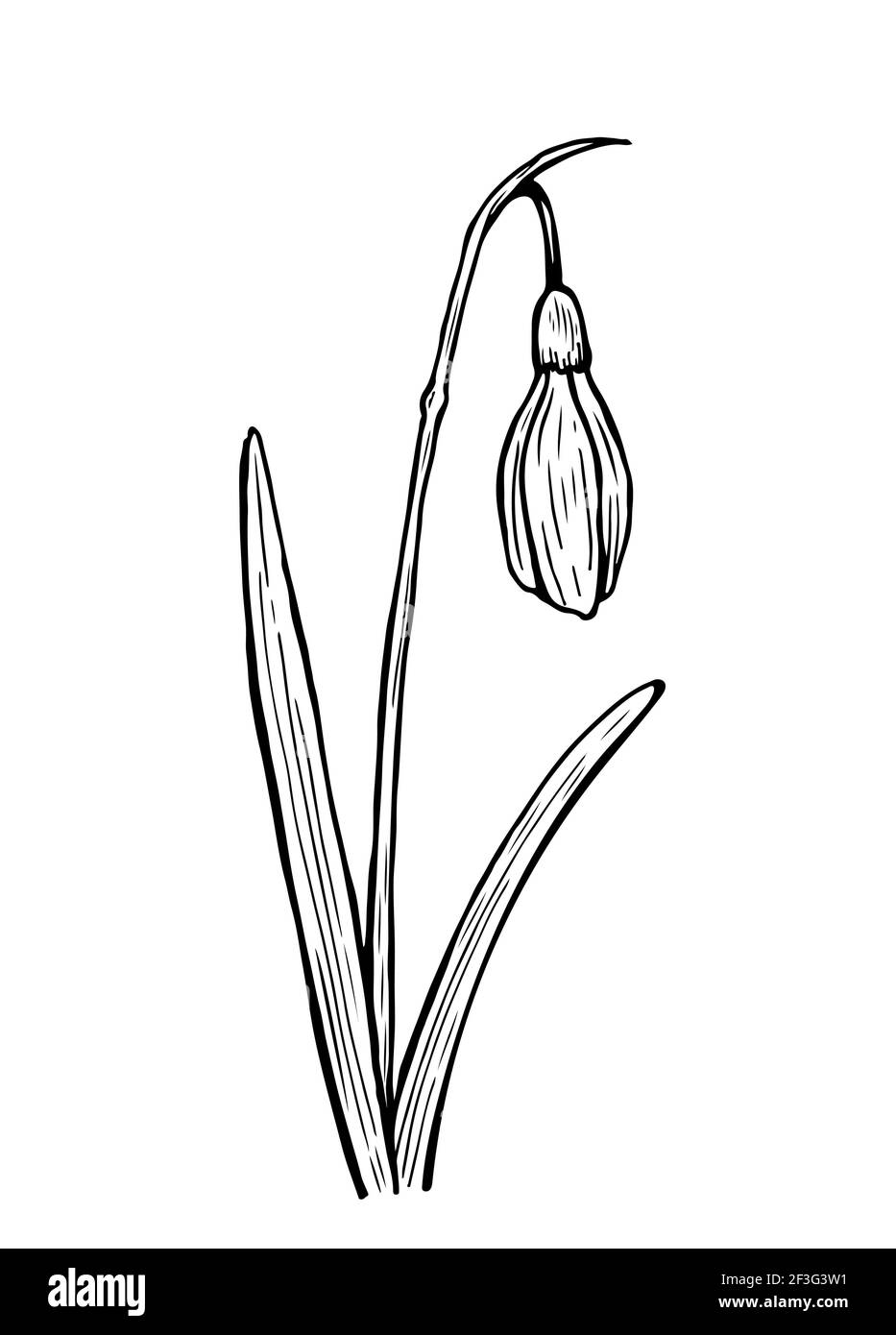 Snowdrop flower graphic black Black and White Stock Photos & Images - Alamy