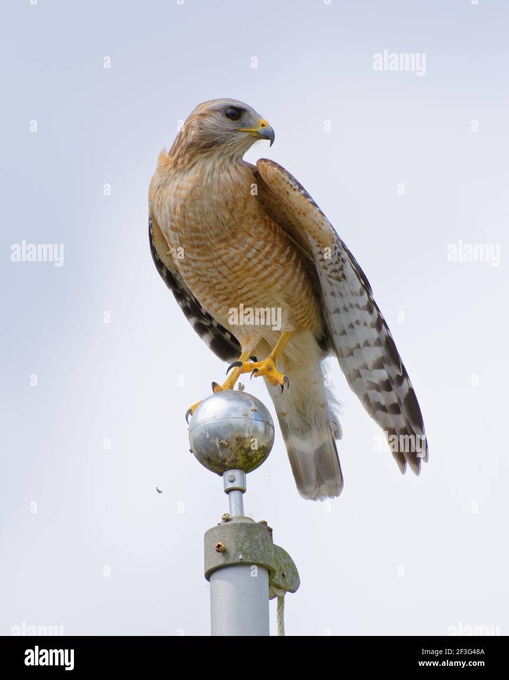 A beautiful and colorful Red-shouldered Hawk perches on top of a ...