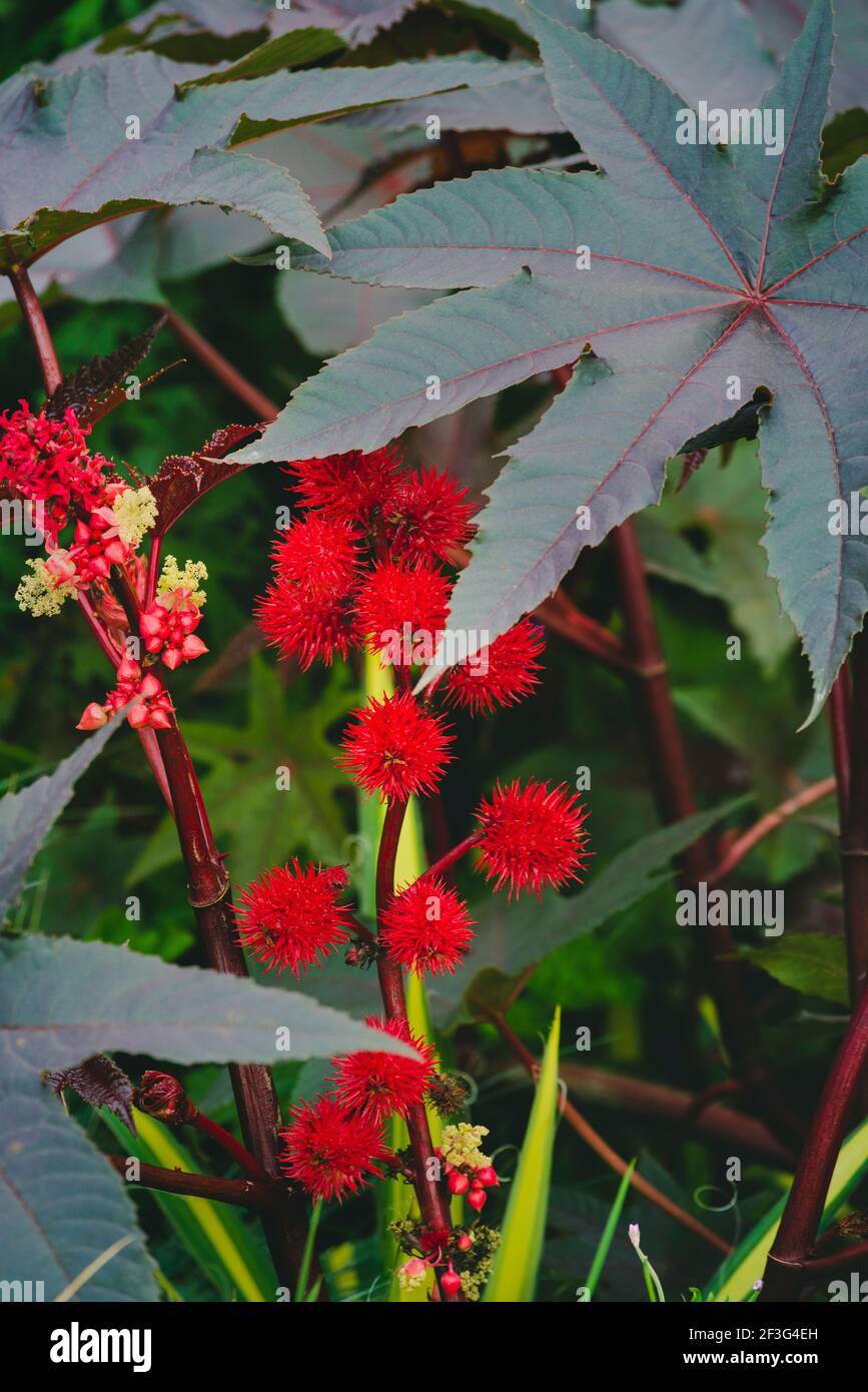 Worlds most poisonous common plant hi-res stock photography and images ...