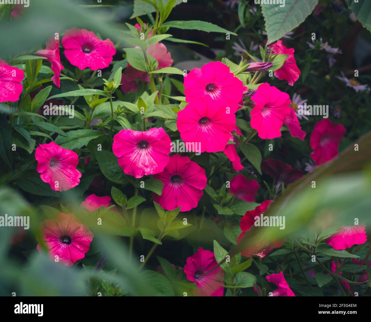 pink morning glory Stock Photo - Alamy