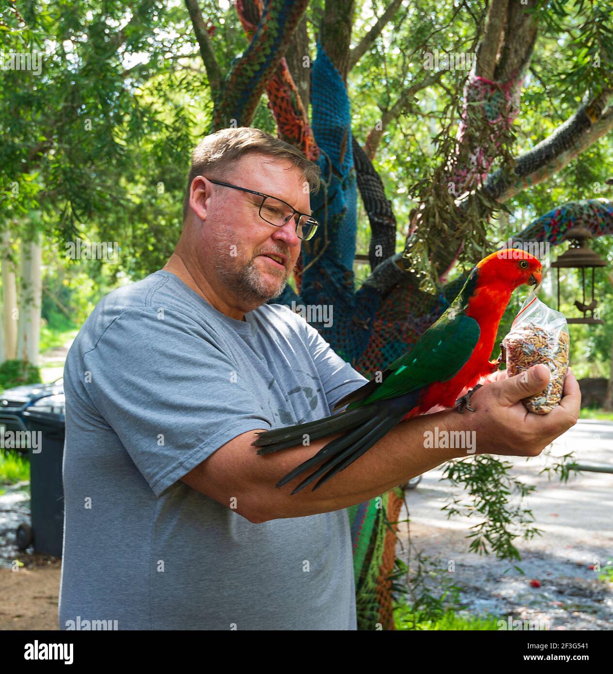 Man feeding a wild Australian King Parrot (Alisterus scapularis ...