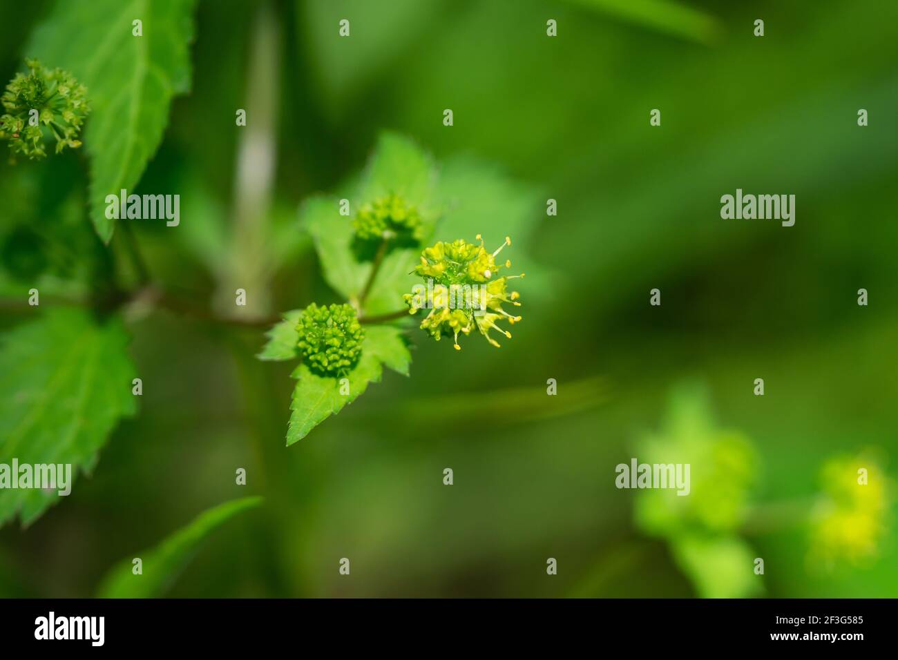 Black snakeroot hi-res stock photography and images - Alamy