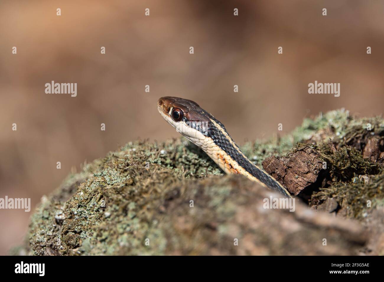 Eastern Ribbon Snake in Winter Stock Photo - Alamy