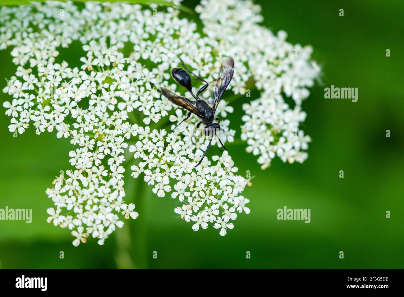 Grass Carrying Wasp on Ground Elder Flowers Stock Photo - Alamy