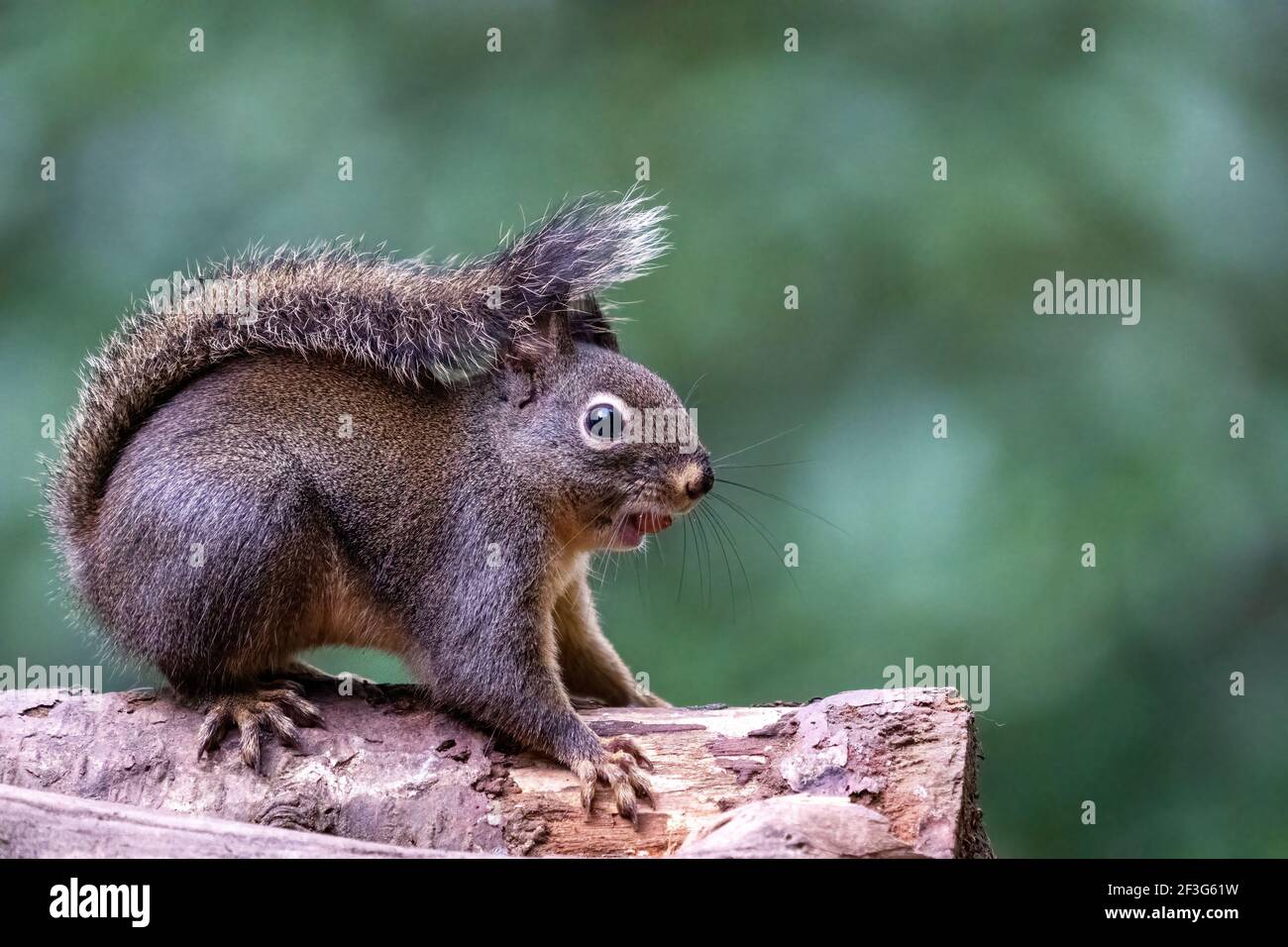 Surprised squirrel hi-res stock photography and images - Alamy