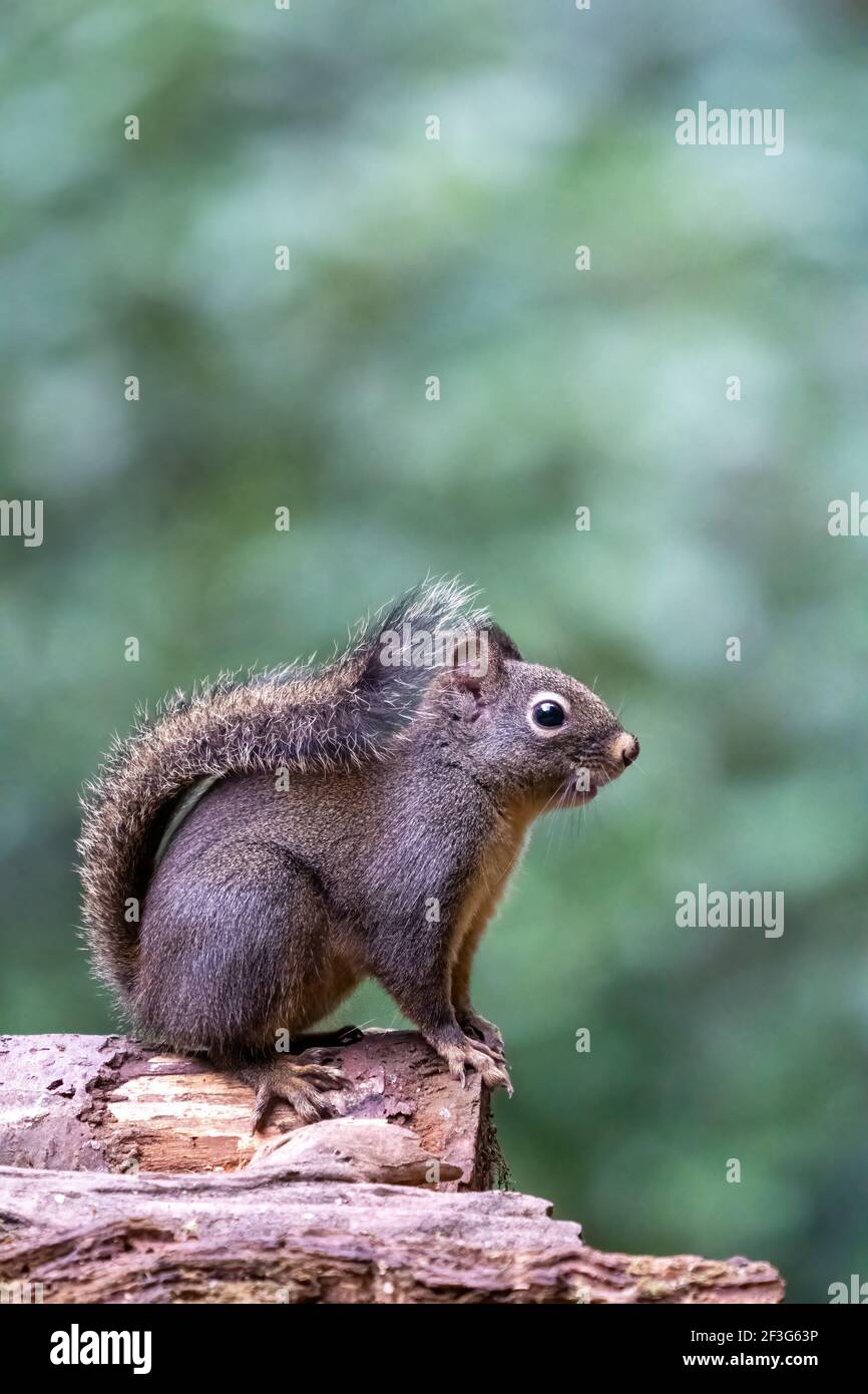Issaquah, Washington, USA. Douglas Squirrel standing on a log, with all ...