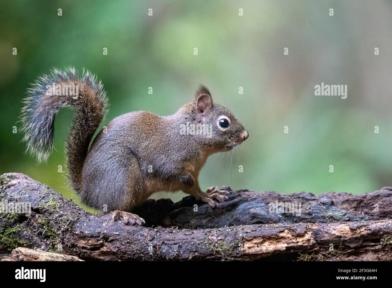 Issaquah, Washington, USA. Douglas Squirrel standing on a log, with one ...