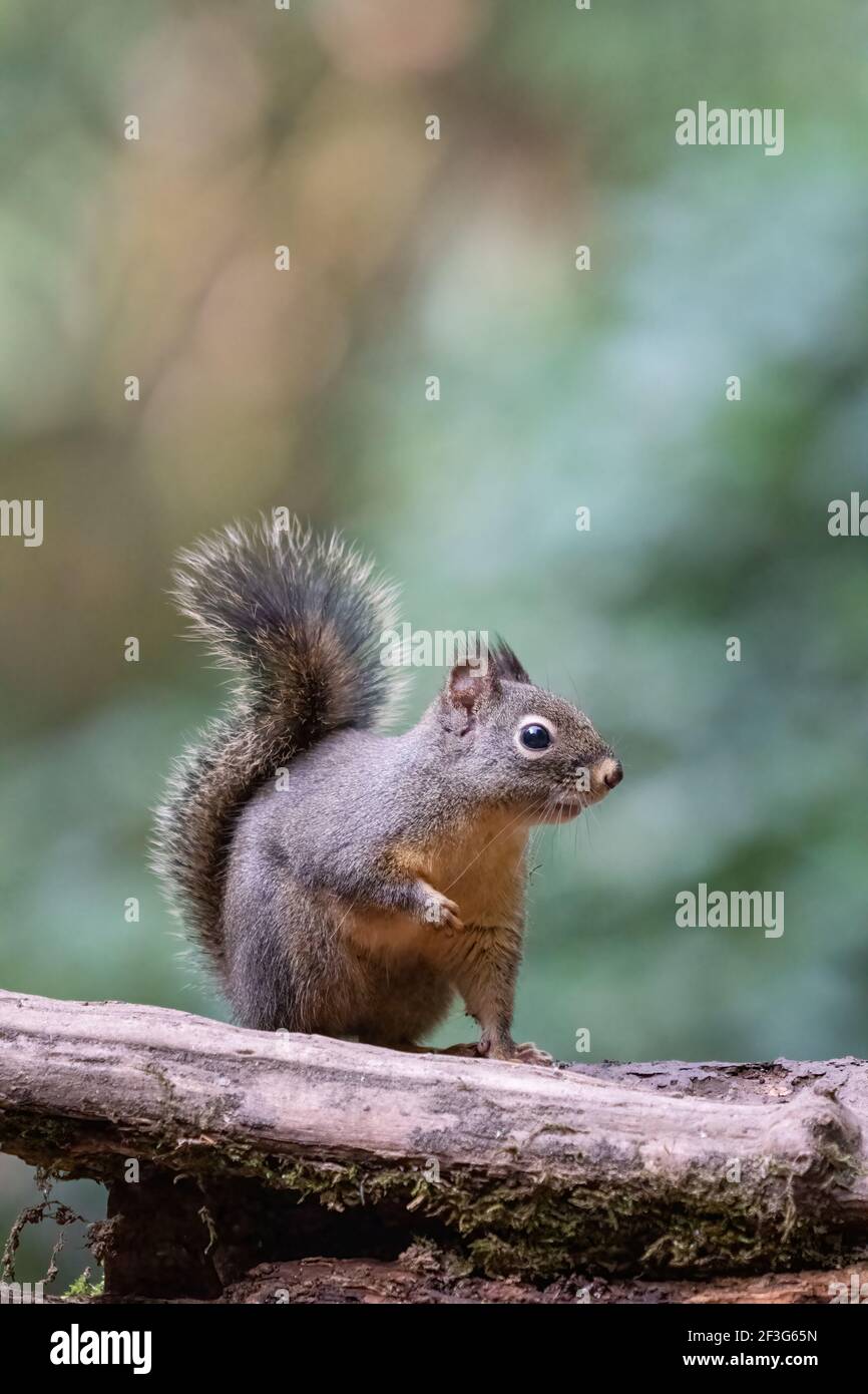 Issaquah, Washington, USA. Douglas Squirrel standing on a log, with one ...