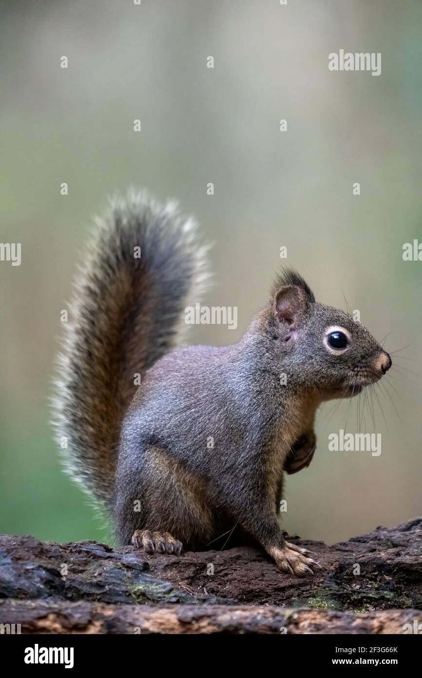 Wary concept hi-res stock photography and images - Alamy