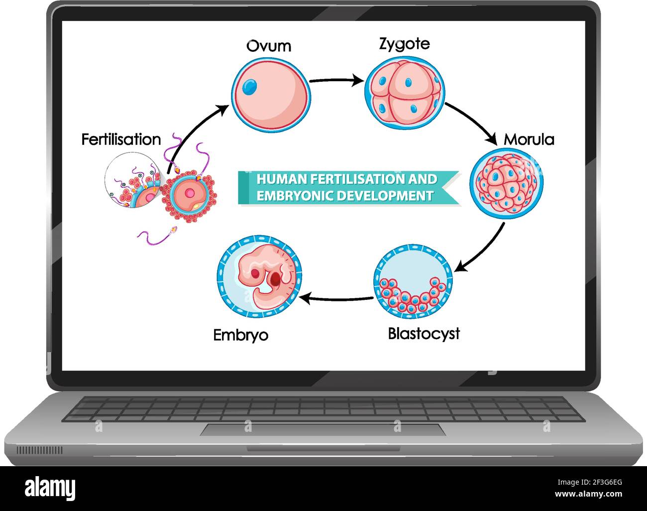Human Fertilisation And Embryonic Development Illustration Stock Vector