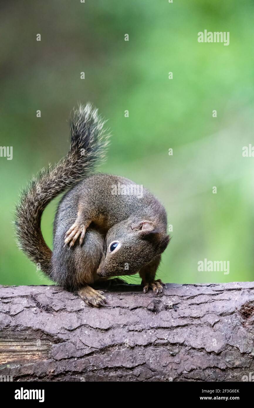Squirrel scratching itself hi-res stock photography and images - Alamy