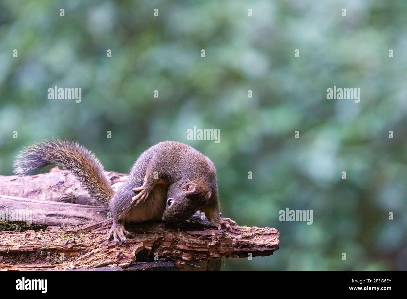 Issaquah, Washington, USA. Douglas Squirrel standing on a log, biting ...