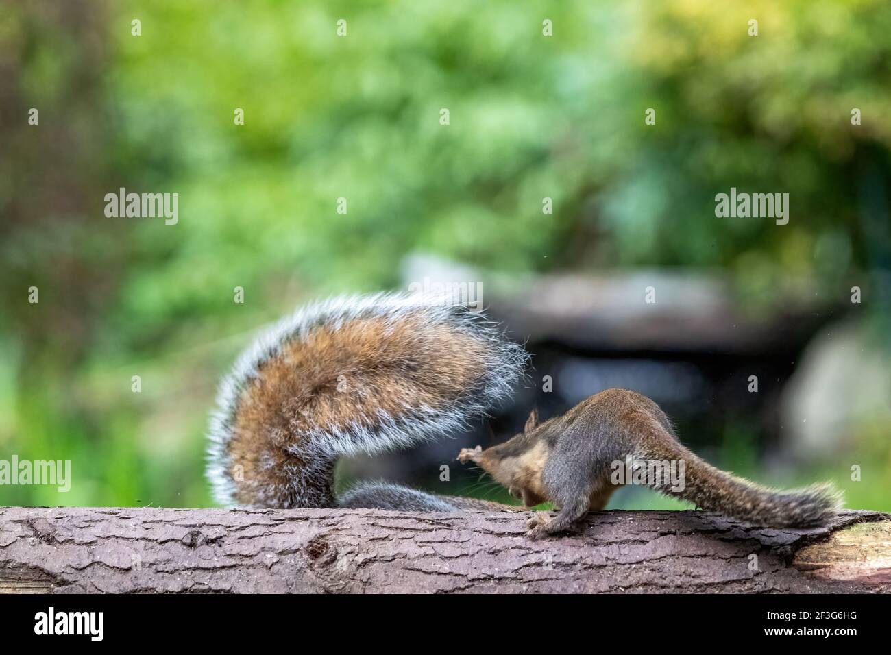 Usa domination hi-res stock photography and images - Alamy