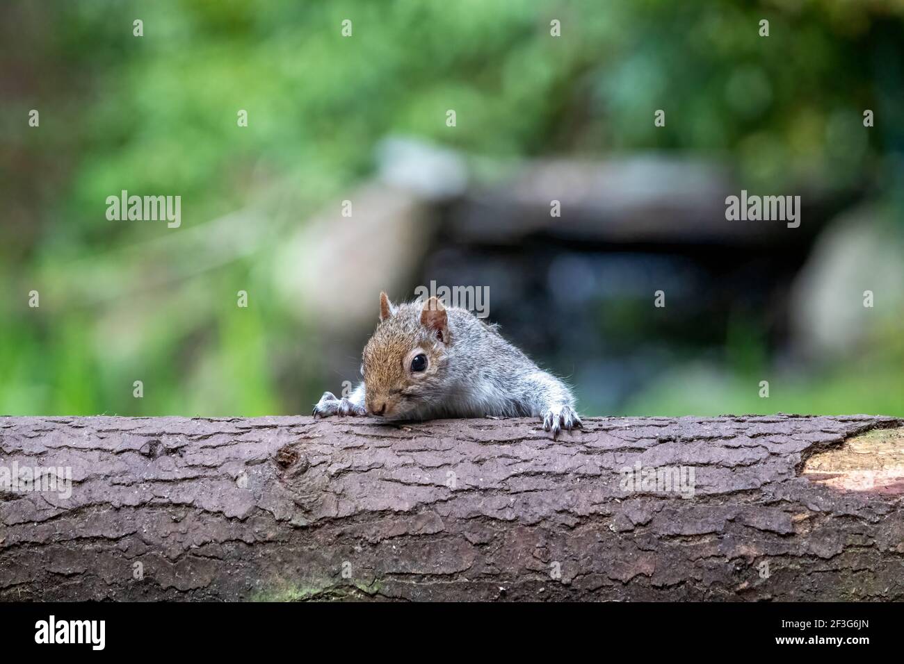 Issaquah, Washington, USA. Western Grey Squirrel peeking over a log ...