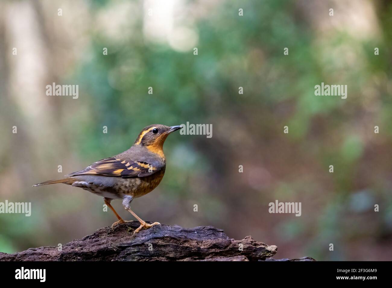 Female thrush hi-res stock photography and images - Alamy