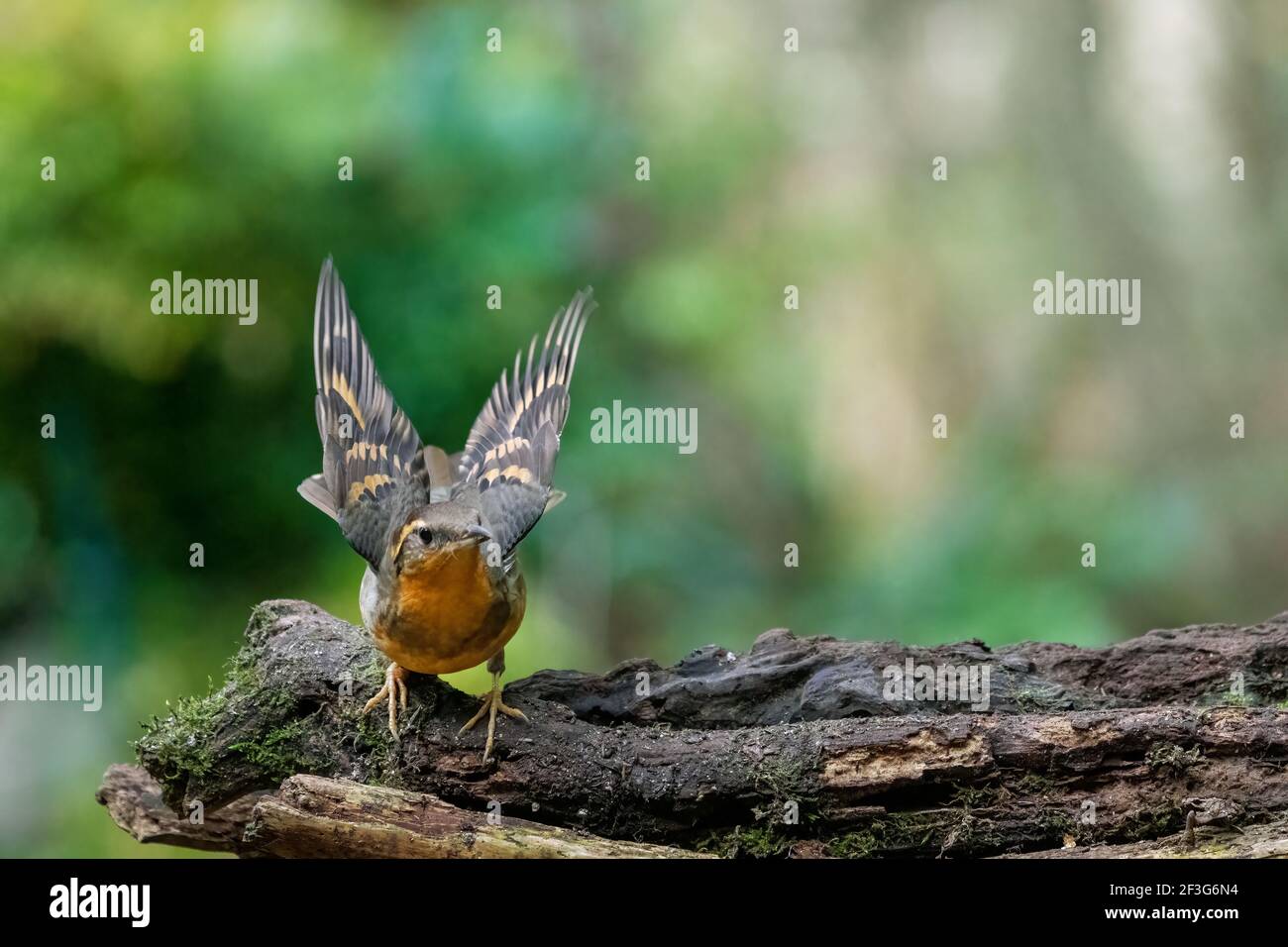 Issaquah, Washington, USA. Female Varied Thrush perched on a log with ...