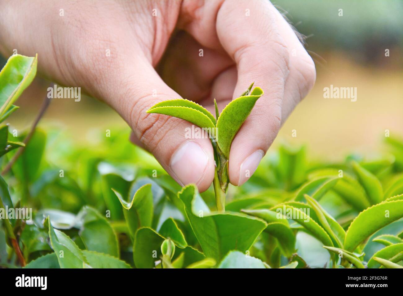 Hand picking up tea leaves Stock Photo - Alamy