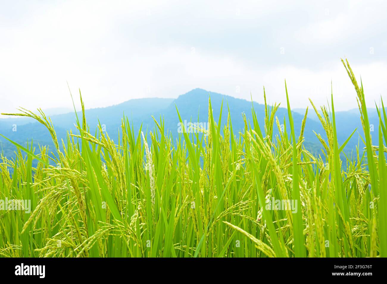 Green seed cluster hi-res stock photography and images - Alamy
