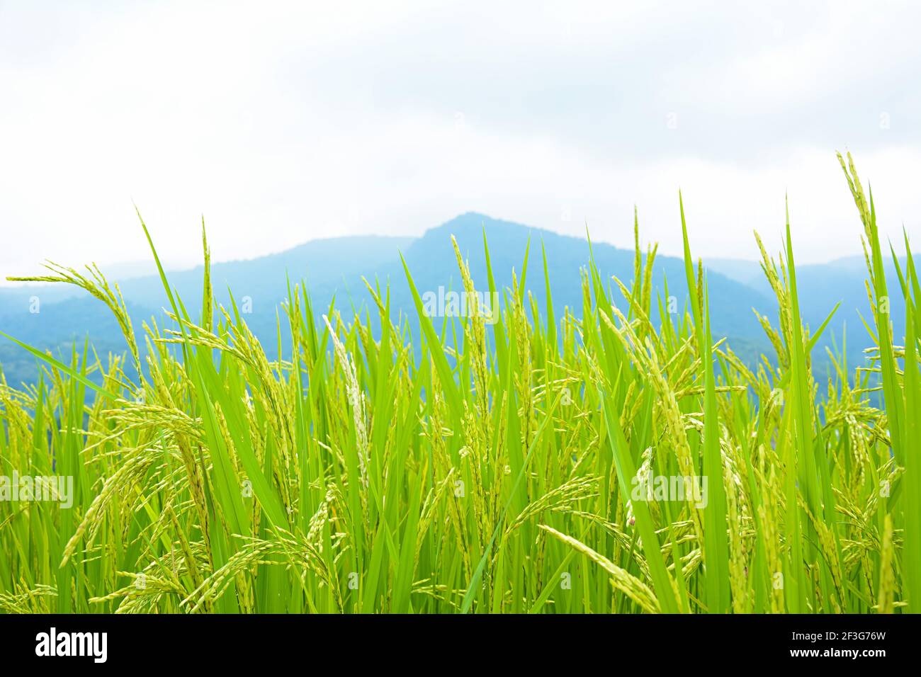 Green rice field on the hill Stock Photo - Alamy